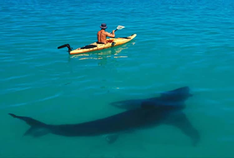 Do Sharks Attack Kayaks? Truth’s Stranger Than Fiction – Flat Bottom Boat World